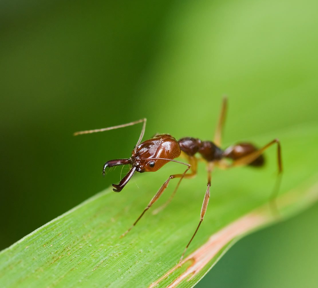 21 Interesting Facts About Fire Ants - ExperiGreen