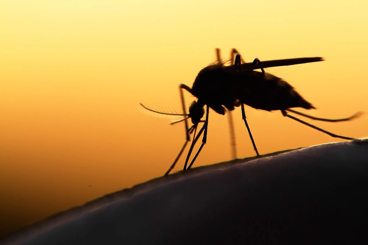 Mosquito Control Services - Mosquito Treatment Near Me
