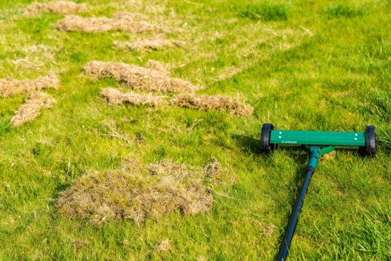 How to Revive Dead Grass and Make Your Lawn Green Again