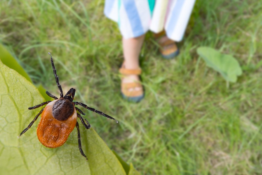 How to Get Rid of Ticks in Your Yard & Tips to Prevent Them